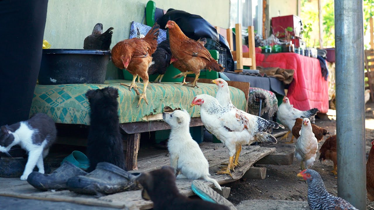 Eastern Europe Daily Village Life! Slow life in the Countryside? - YouTube