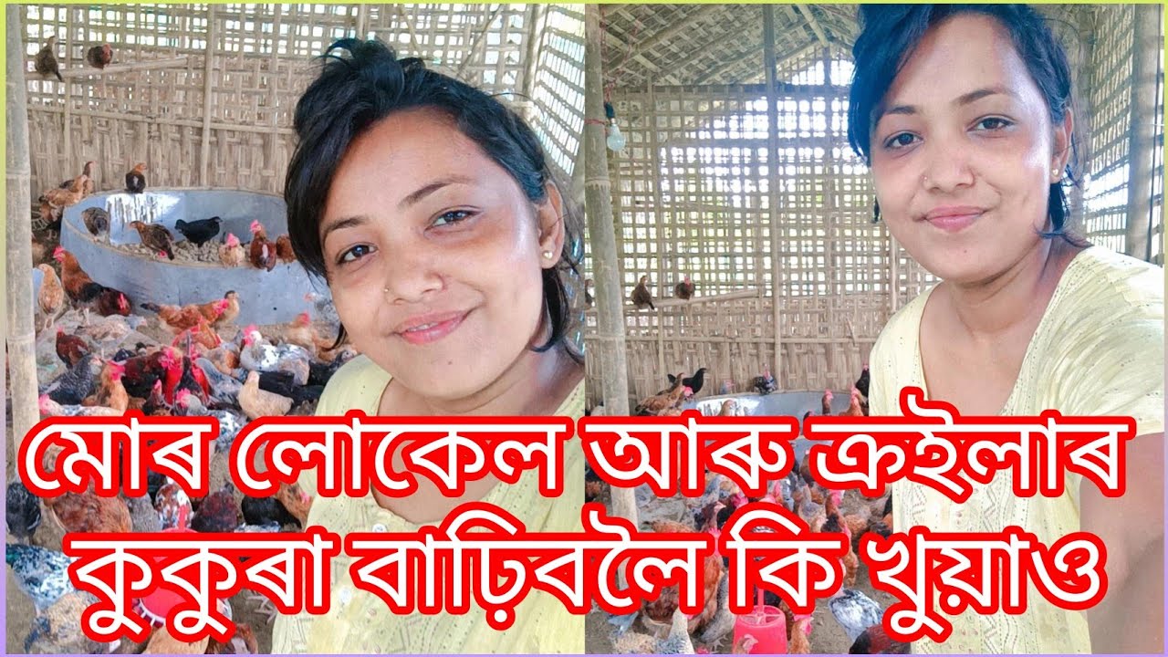 Mur Local aru kroilar kukura bariboloi ki khuyau // Assam local kukura ...