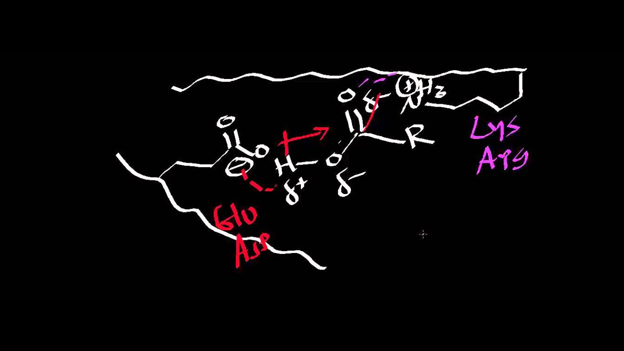 Biochemistry | Enzyme Thermodynamics (Binding Energy & Entropy) - YouTube