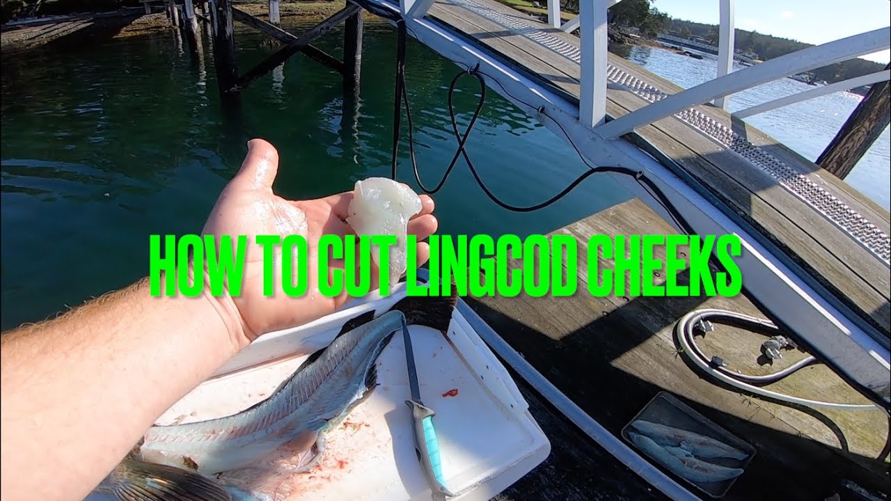 LINGCOD FISHING (How to cut lingcod cheeks) - YouTube