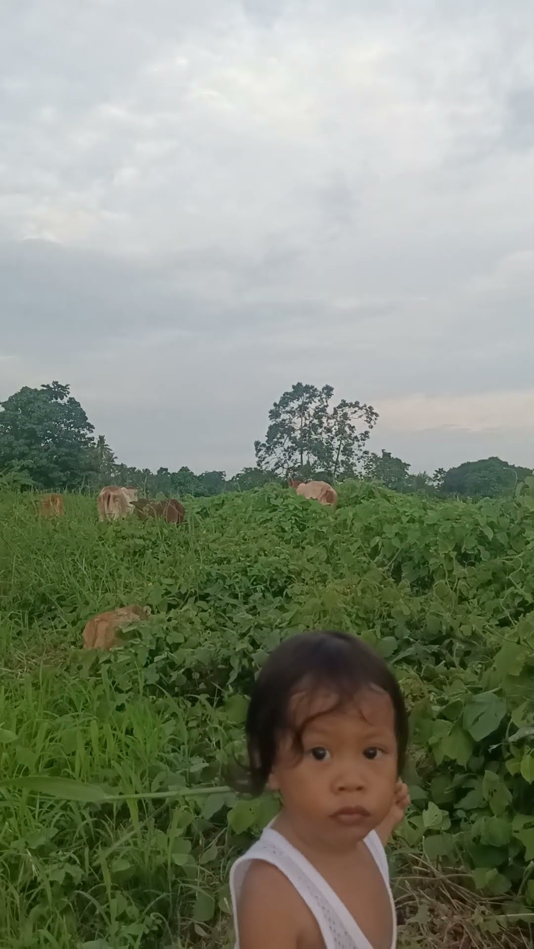 #cow#animals #baka #viral #franz #ofw - YouTube