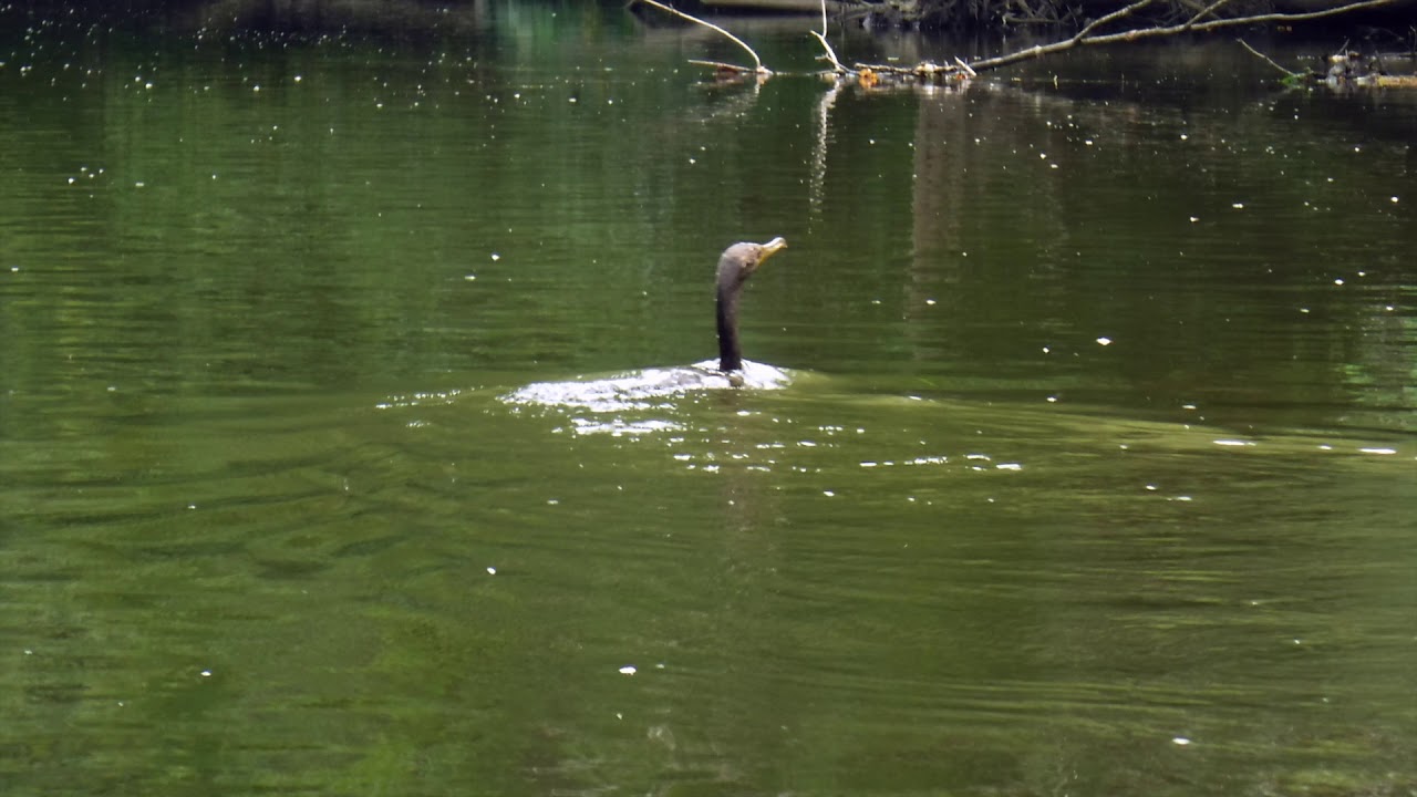 KAYAK SHENANGO RIVER - YouTube
