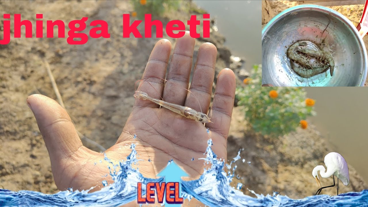 Jhinga water salinity How to start jhinga Prawn farming in India # ...