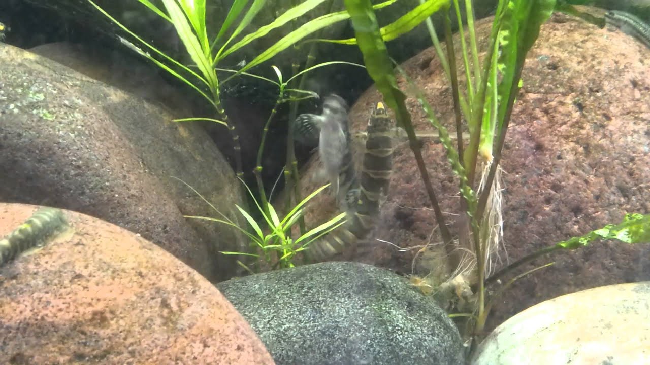 Serpent Loach Serpenticobitis octozona - YouTube