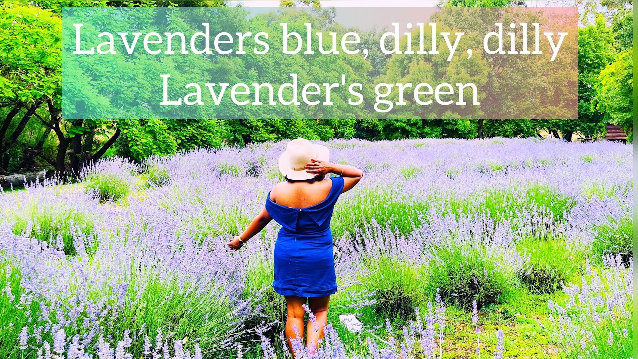 “LAVENDER fields”- A beautiful day at Lavender Farm 💜🐝🦆[VIC Australia ...