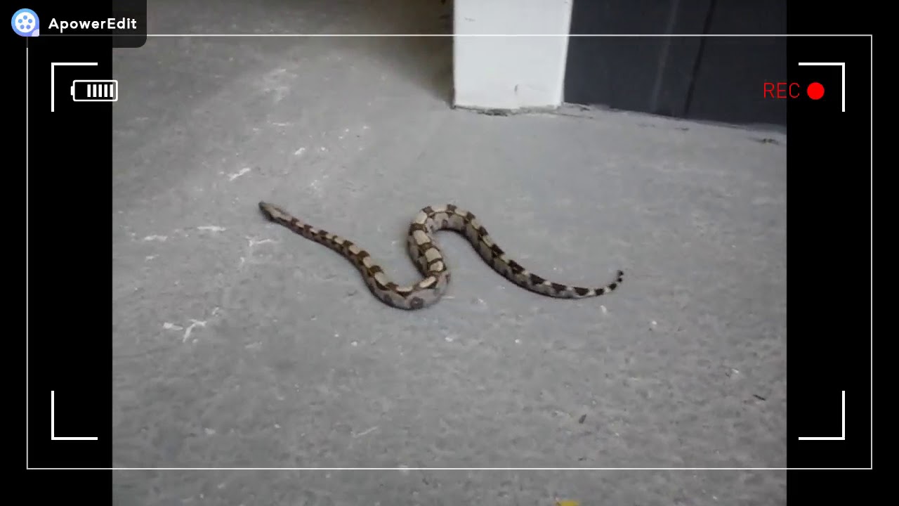 A cobra Sofia - YouTube