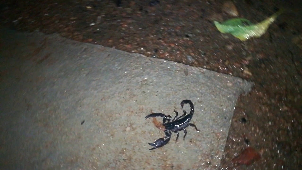 ගෝනුස්සා/Giant Black Scorpian - YouTube