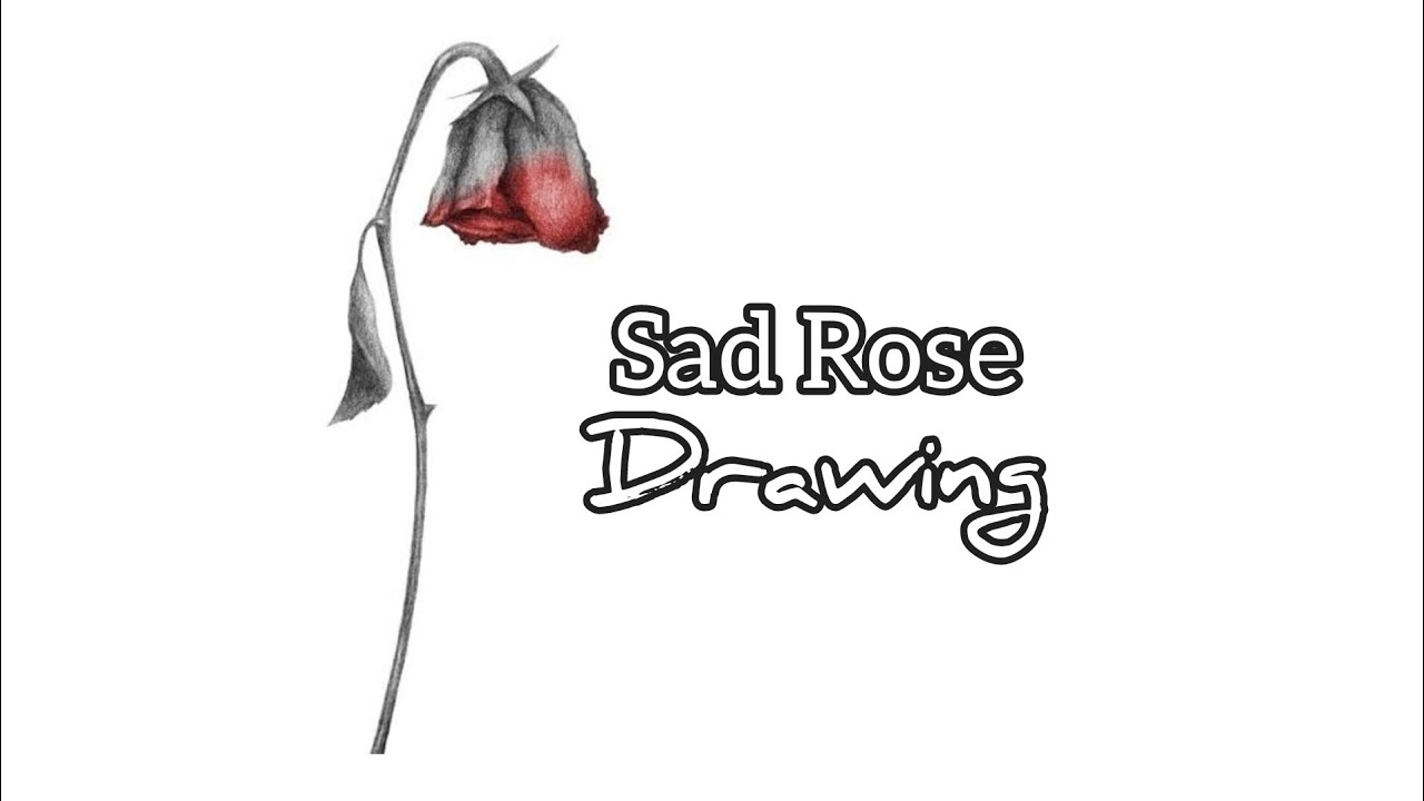 dead rose drawing sketch | step by step | easy dying rose drawing | sad ...
