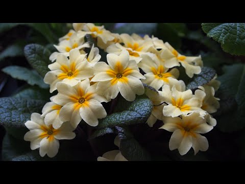 When To Plant Primula Obconica Seeds