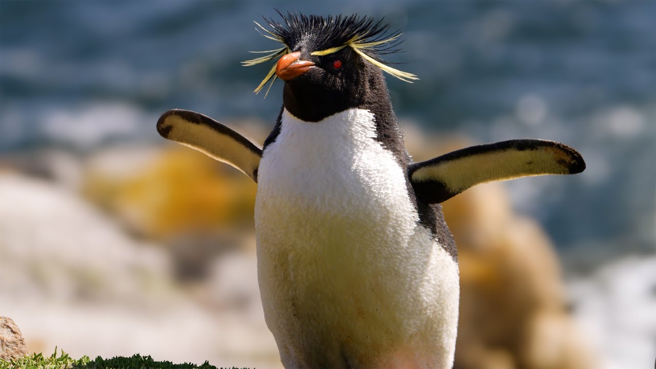 Why Penguins Can't Fly & More Amazing Penguin Facts | Discover Wildlife ...