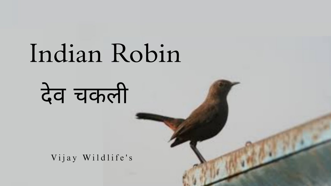 Robin | Indian Robin | Dev Chakali | देव चकली | દેવ ચકલી 🐦 - YouTube