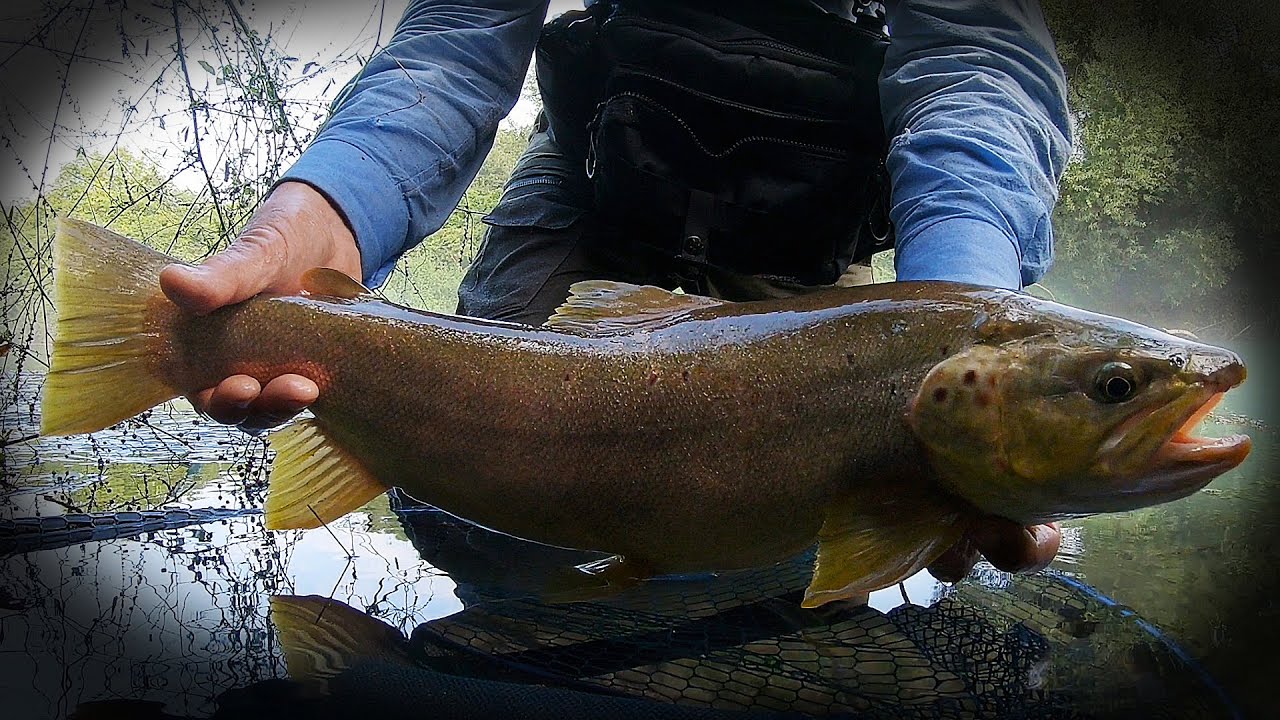 fario.episodio93 - YouTube