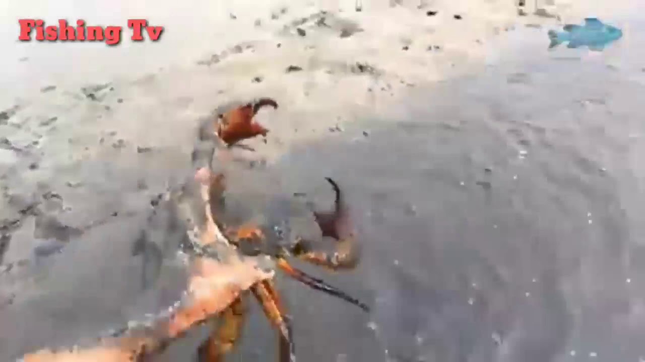 Big Crab Catching In Pond - YouTube