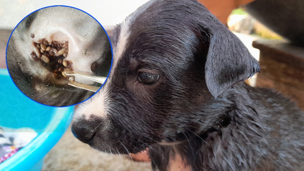 Rescue Poor Dog From Many Tick, Removing Ticks From Poor Pet In ...