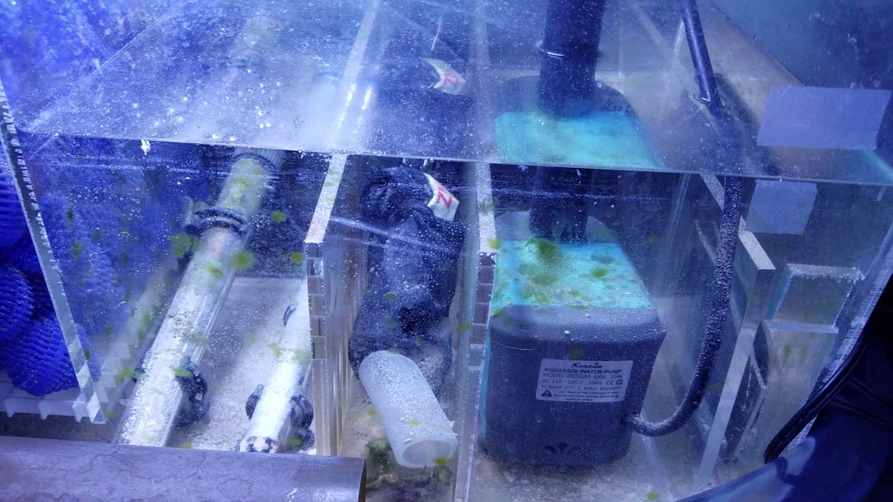 90g Reef Tank - Update 3 - YouTube
