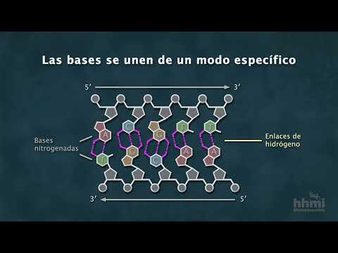 La estructura química del ADN | Video HHMI BioInteractive
