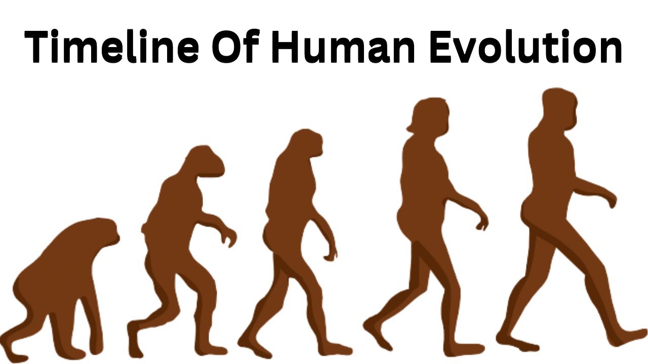 Timeline Of Human Evolution Based On Hypothesis || انسانی ارتقاء - YouTube