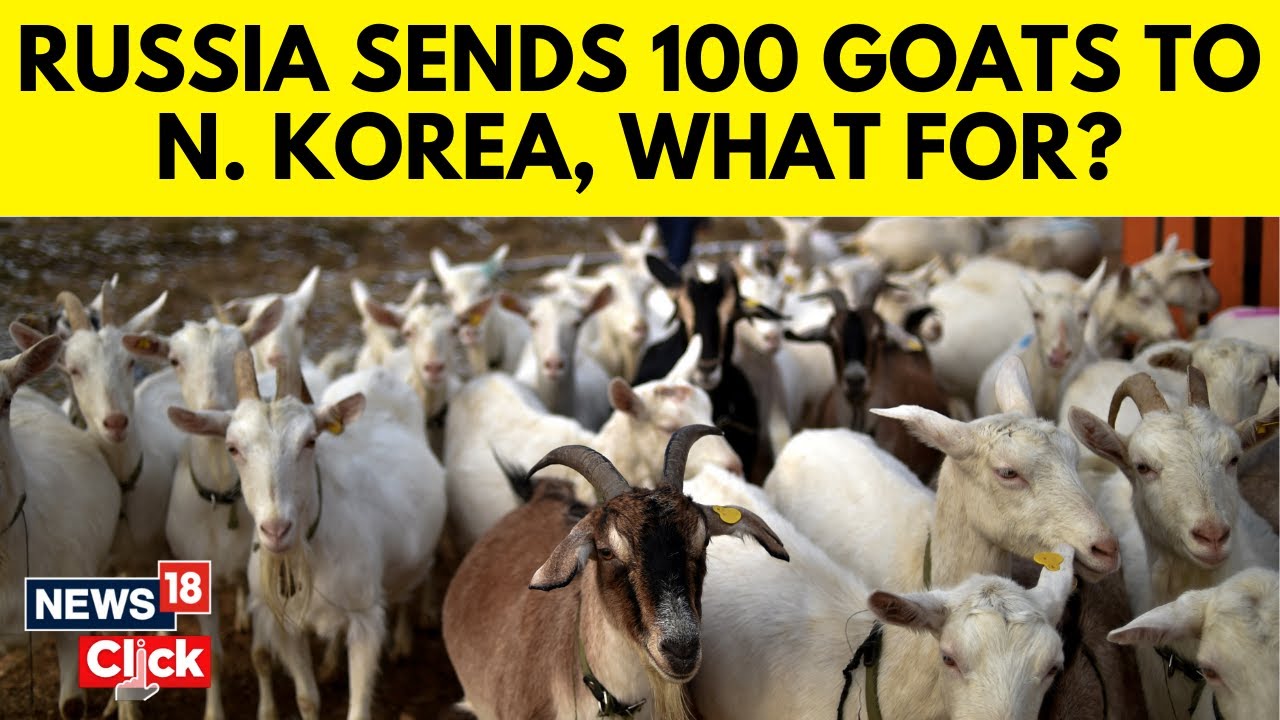 Russia Gifts 100 Elite Goats To North Korea | Russia's Diplomatic Gift ...