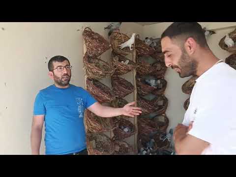 Bayrama özel Rahmetli Kuyumcu Mustafa soyları Ve Efsane Seferli Oyun kuşları Hepsi Akşam Saat 9 da