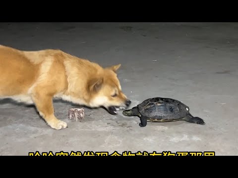 狗子：信不信我把烏龜頭咬下來