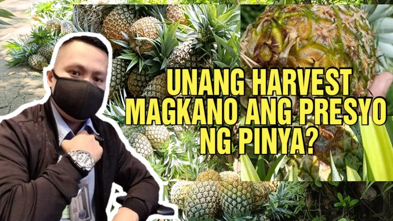 UNANG HARVEST MAGKANO ANG PRESYO NG PINYA?|AGRIMOTOTV - YouTube