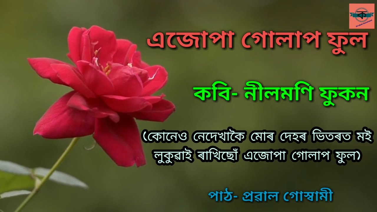 Ajopa Golap Phool Nilamoni Phukan এজোপা গোলাপ ফুল নীলমণি ফুকন Poem ...