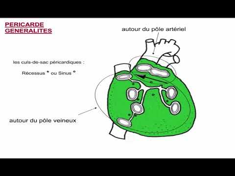 Le péricarde - YouTube
