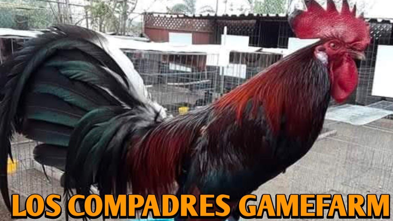 Claret Butcher Roundhead - LOS COMPADRES FARM - YouTube