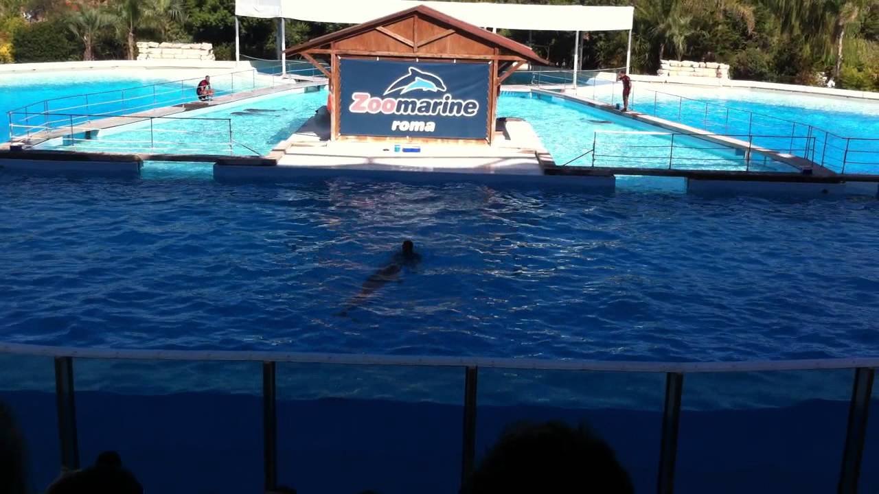 Show Delfini Zoomarine Roma - YouTube