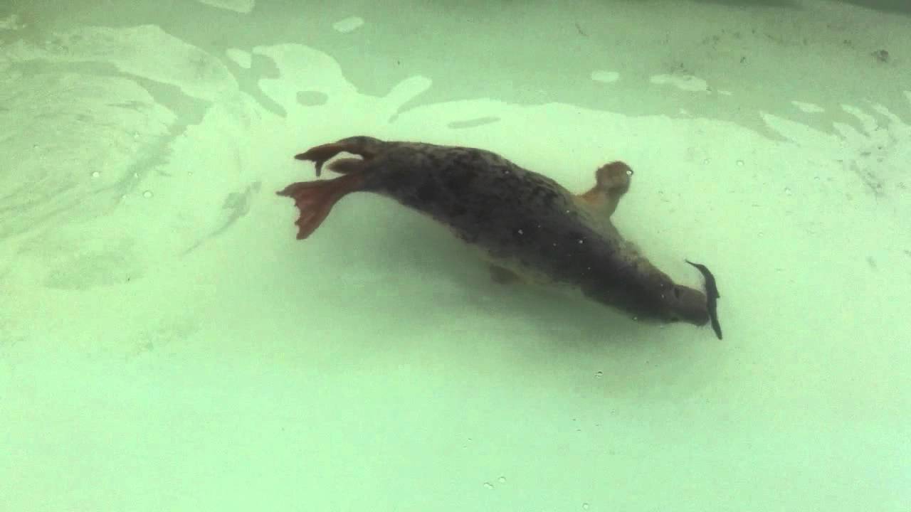 nora the seal, catching fish - YouTube