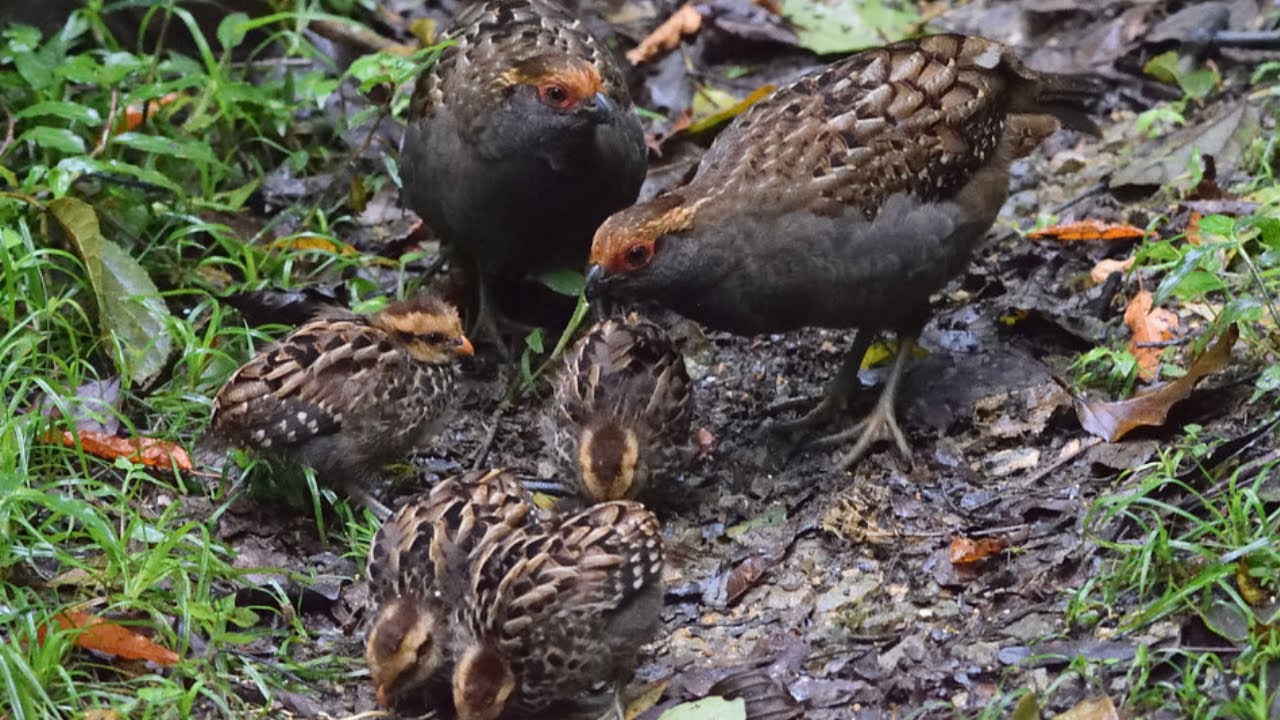 Ceva de Uru - Odontophorus capueira - Spot-winged Wood-Quail - YouTube