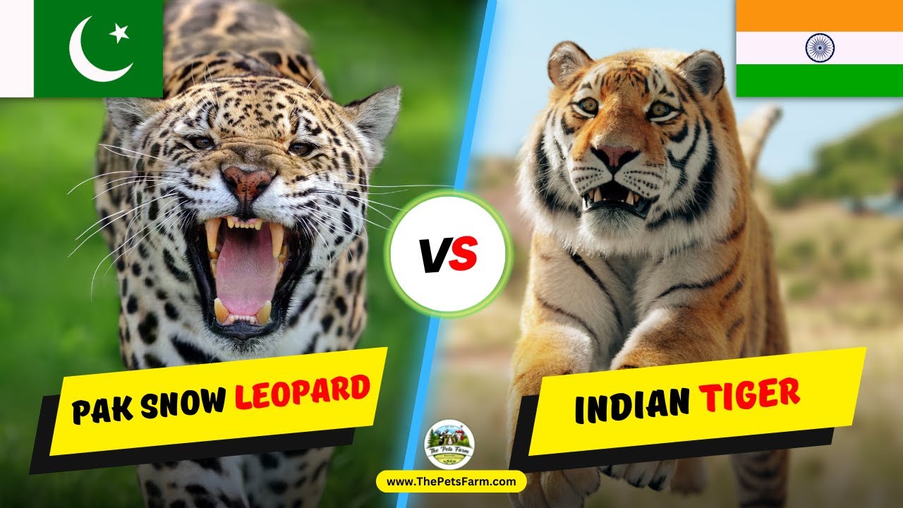 Indian Tiger vs Pakistani Leopard | Bengal Tiger vs Snow Leopard | @The ...