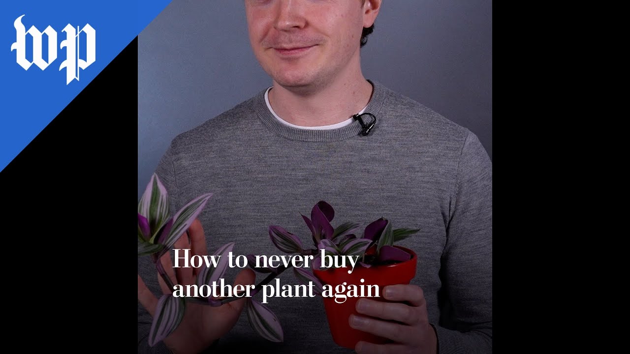 How to never buy another plant again - YouTube