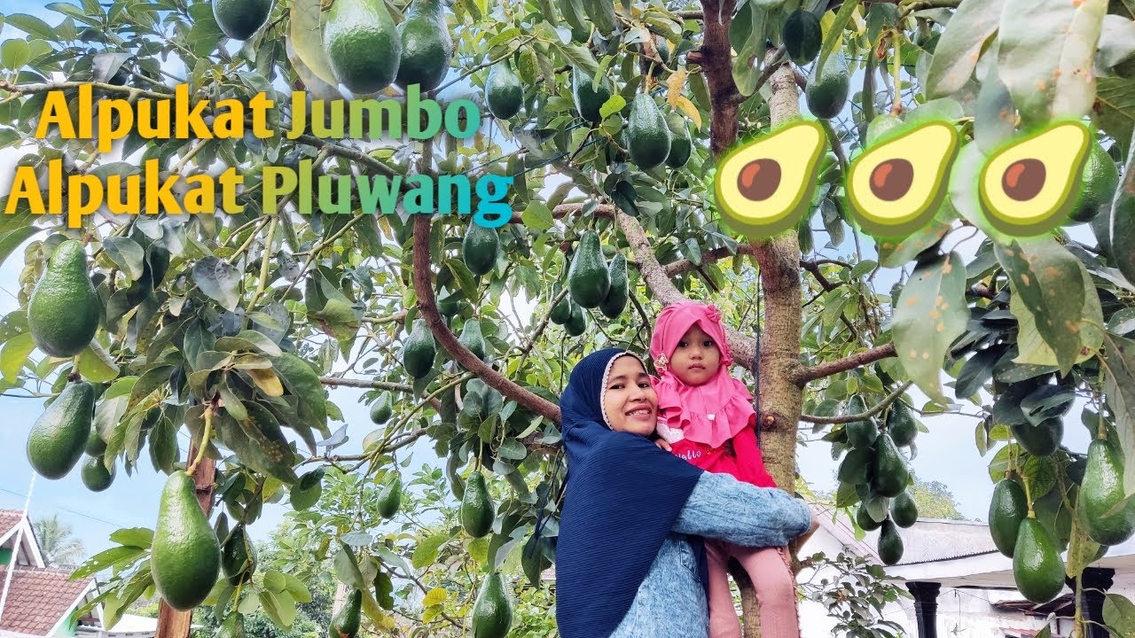 Alpukat Jumbo ||Alpukat Pluwang - YouTube