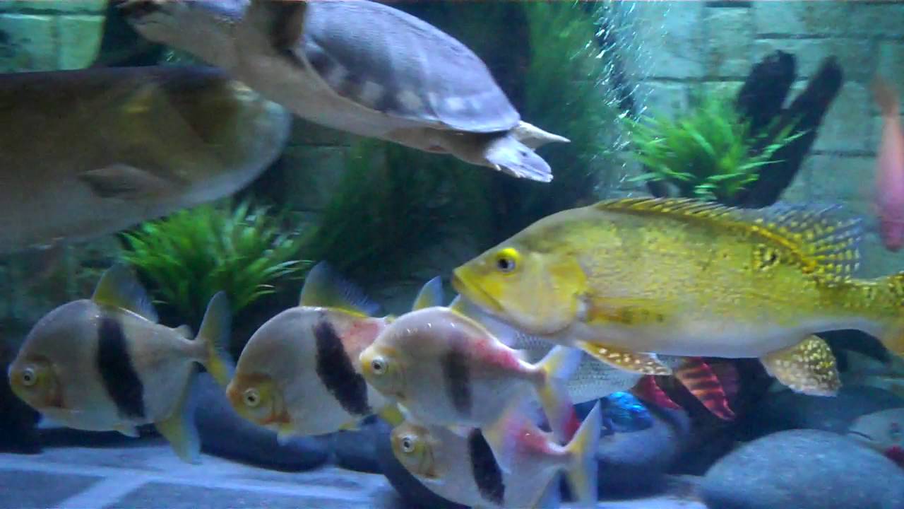 Cletus the Flagtail Procilodus - Semaprochilodus Insignis - YouTube