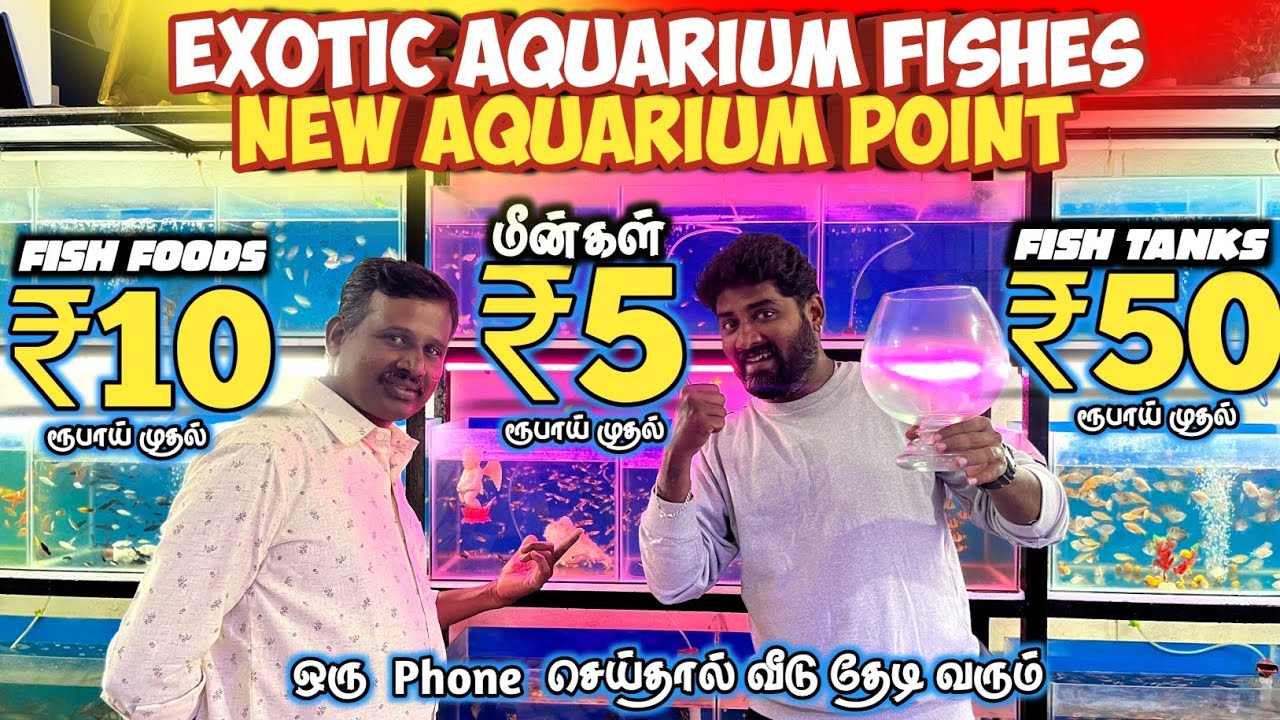 5 முதல் Rare fish collection | New Aquarium point | ஒரு போன் செய்தால் ...