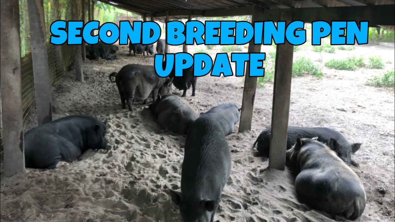 Mga plano para sa second breeding pen - YouTube