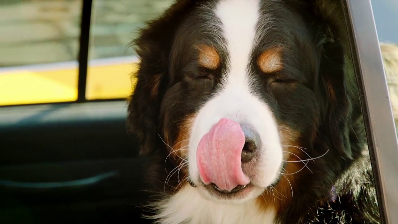 Westminster Dog Show: Bernese Mountain Dog rides in taxi - YouTube