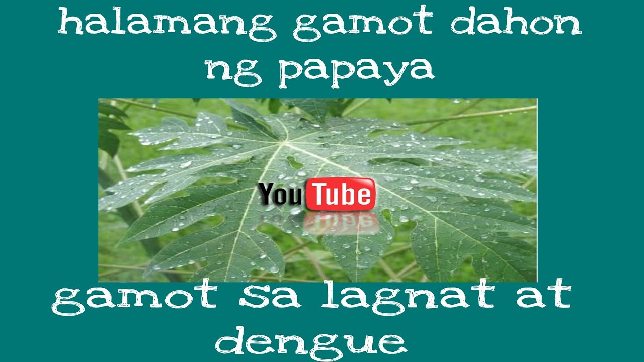 Halamang gamot dahon ng papaya gamot sa lagnat at dengue - YouTube