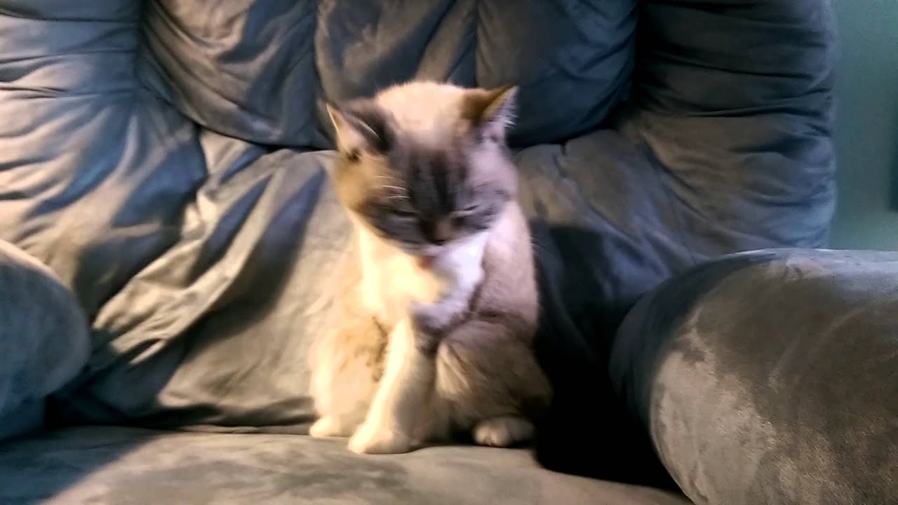 GRUMPY MUCH?! - YouTube