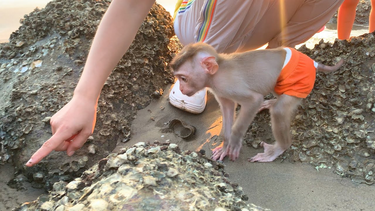 Monkey Puka and Khang went with Mom to experience crab catching - YouTube