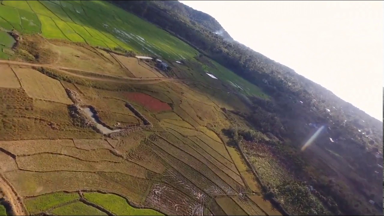 Parrot Disco chases Reptile dragon - YouTube