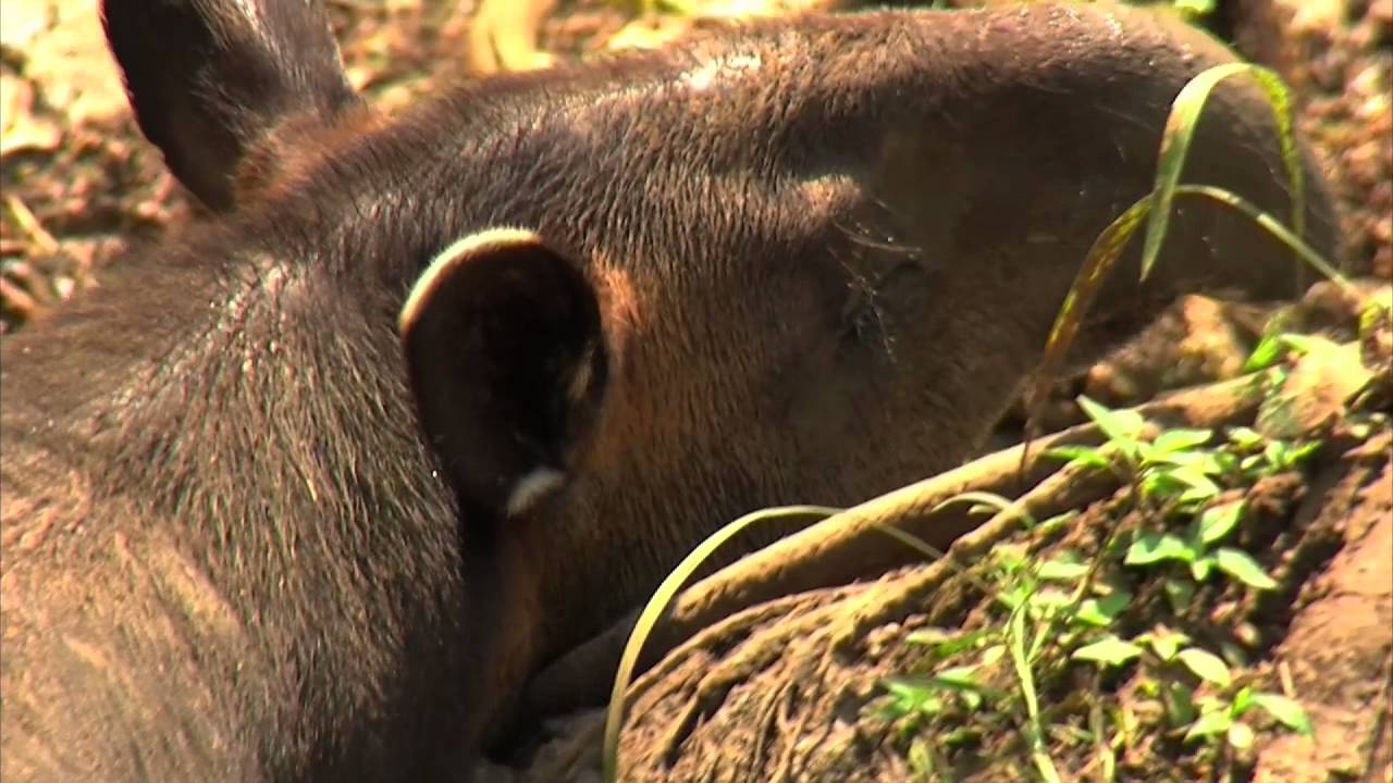 Sustainability: Biodiversity in the Panama Canal Watershed - YouTube