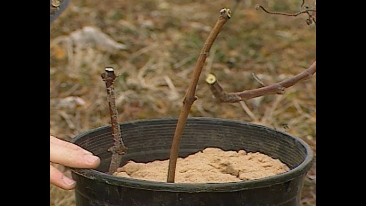 Pruning brambles & starting grapes from cuttings - YouTube