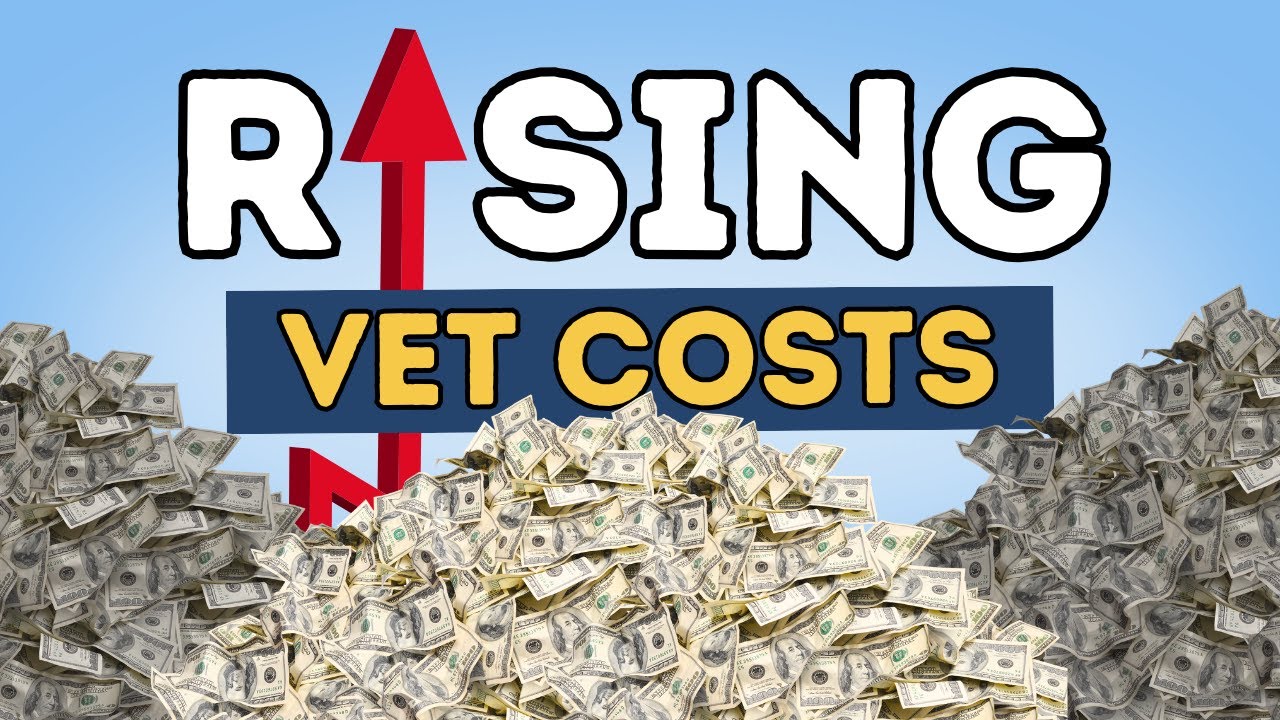 Escalating Vet FEES: Big Business is TAKING OVER Veterinarians - YouTube