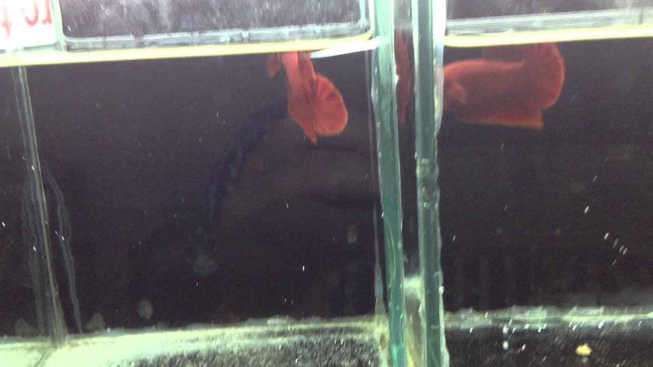 Rong do + red - YouTube