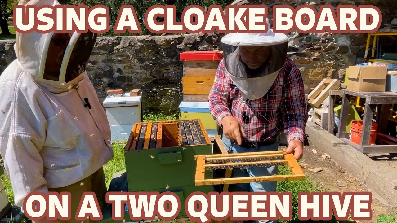 Our Two Queen Hive Is AWESOME For Raising Queens - YouTube