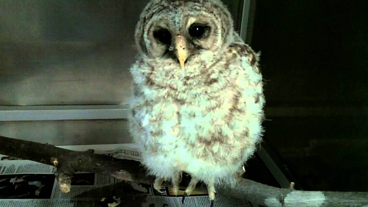 Baby Barred Owl With Juvenile Cataracts - YouTube