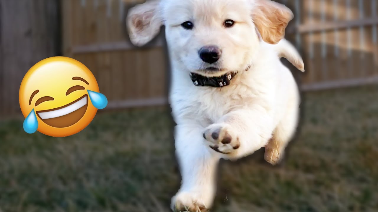 Puppy's Cute ATTACK! - YouTube