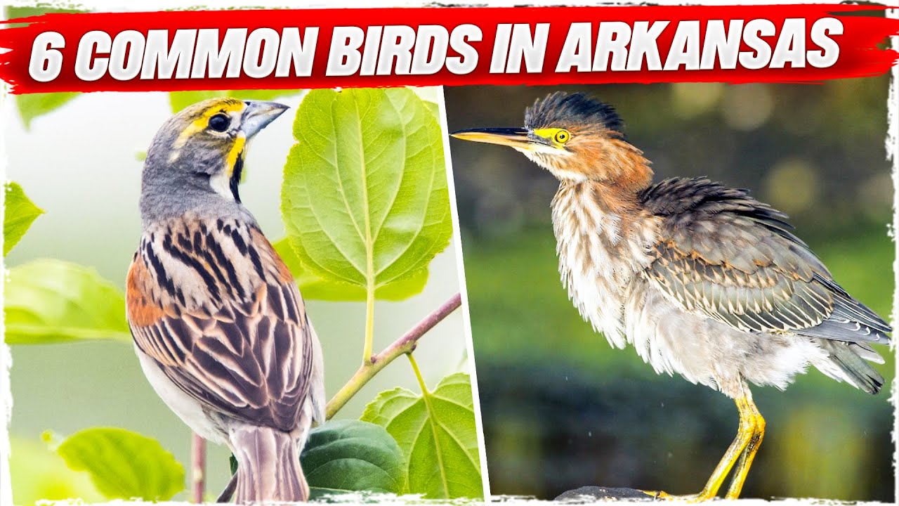 6 Common Birds in Arkansas (with Pictures) - YouTube